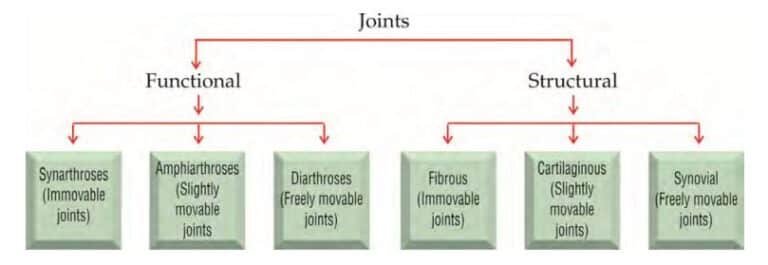 Physical Education Class 11 Chapter 7 Notes | CBSE Skill Education